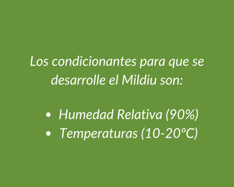 El mildiu de la patata, ¿Cómo podemos combatirlo? - Cecoga
