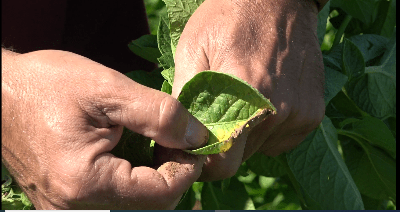 El mildiu de la patata, ¿Cómo podemos combatirlo? - Cecoga
